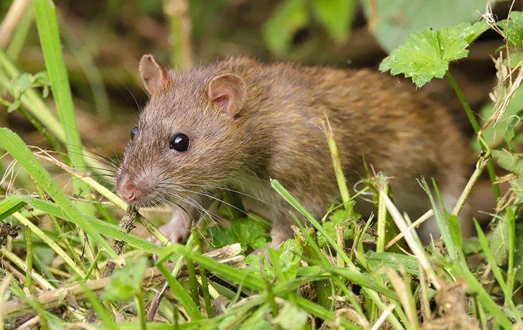 How To Safely Get Rid Of A Rat Infestation Around Your Baldwyn Home
