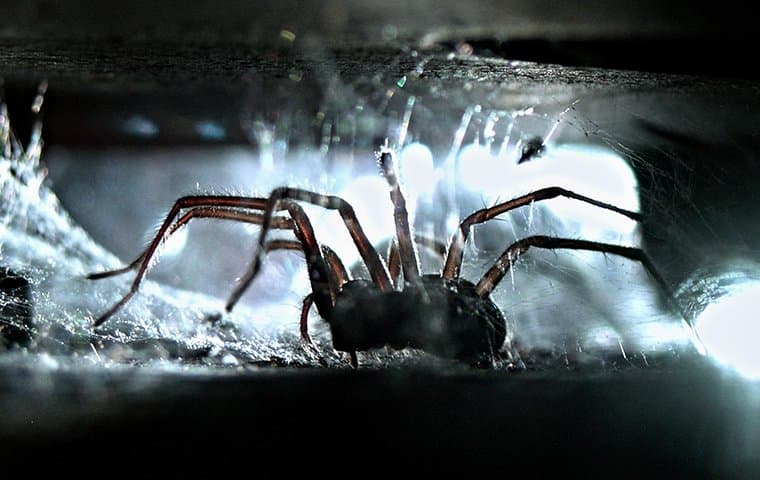 Spiders Be Gone: A Guide To Keeping Spiders Out Your Baldwyn Home