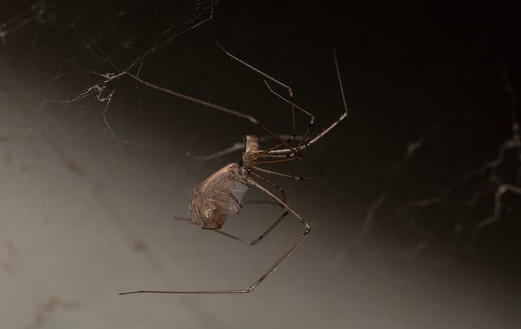 Spider Control Without Chemicals: Natural Approaches That Work In Baldwyn