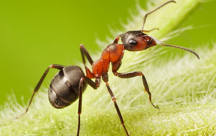 How To Identify And Get Rid Of Carpenter Ants In Your Tupelo Home