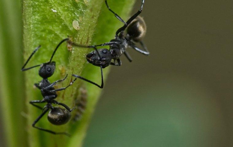Ant Control 101: A Helpful Guide For Baldwyn Homeowners